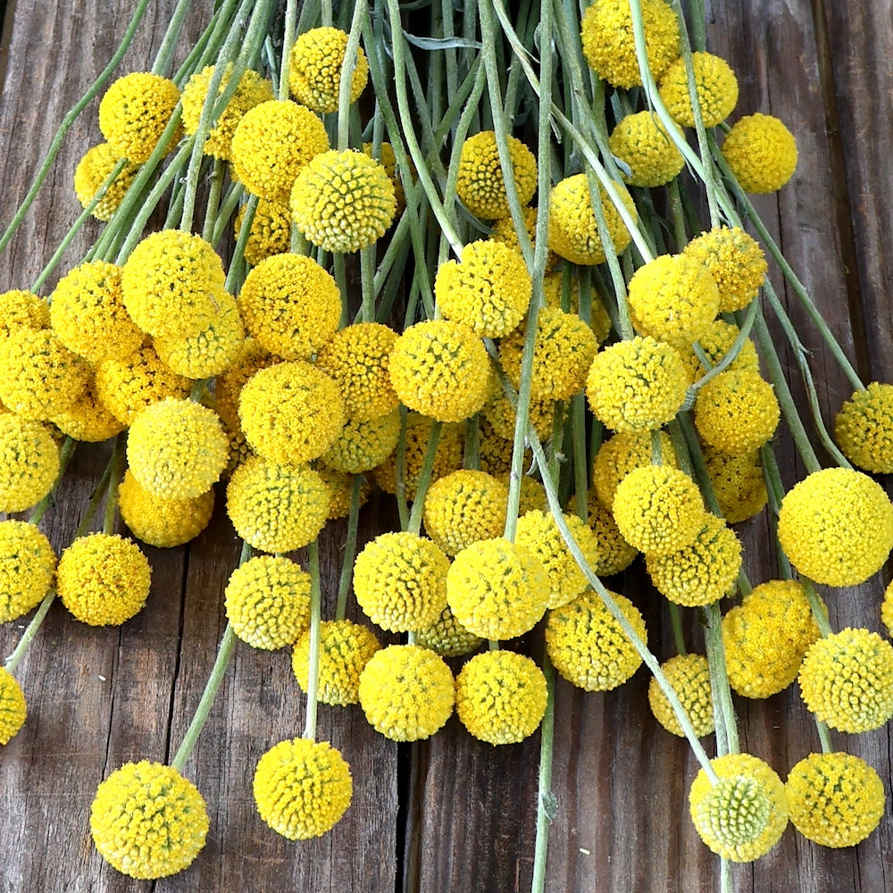 Craspedia, Golden Drumstick – The Gardener's Workshop