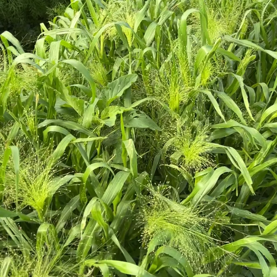 Grass, Frosted Explosion – The Gardener's Workshop