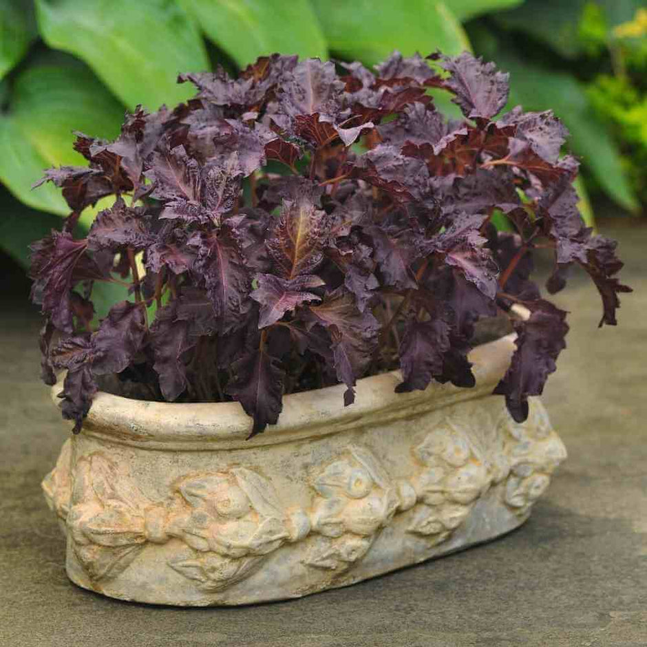 Herb Seeds – The Gardener's Workshop