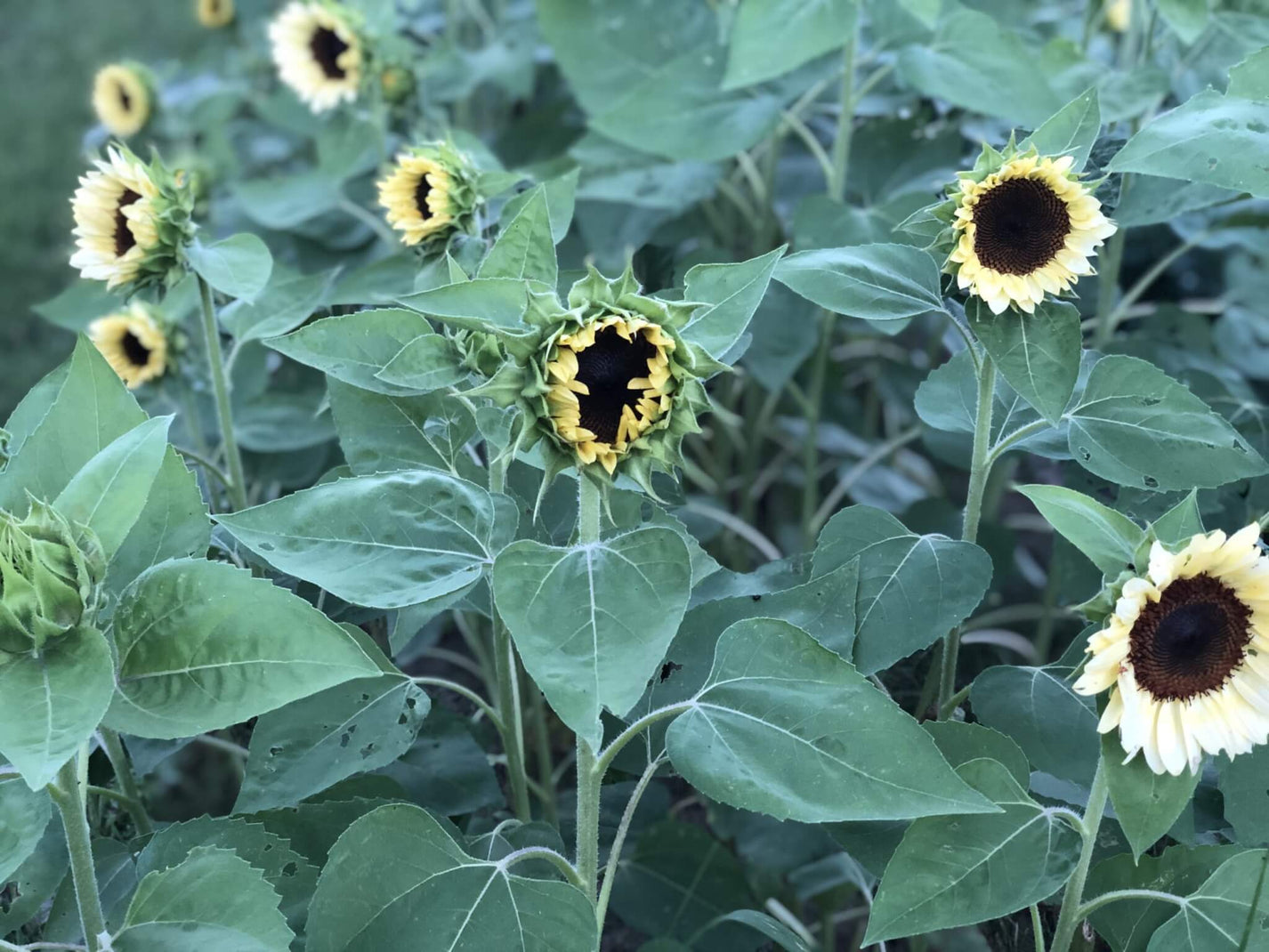 Sunflower, ProCut® White Lite – The Gardener's Workshop