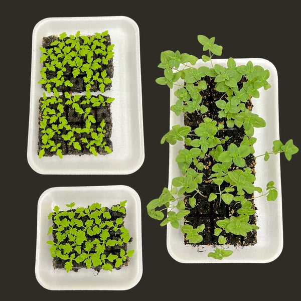 Soil Blocking Trays - Set of 5 - The Gardener's Workshop