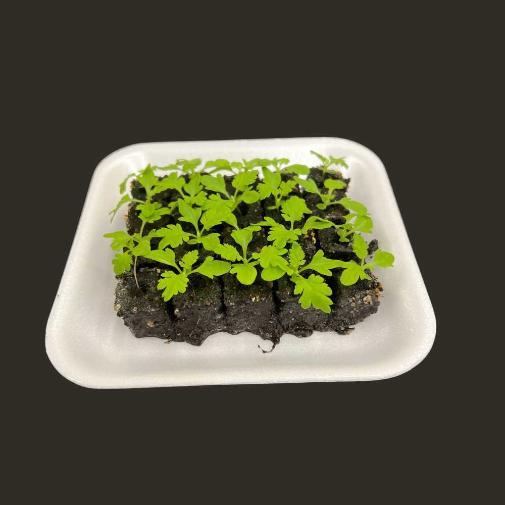 Soil Blocking Trays - Set of 5 - The Gardener's Workshop