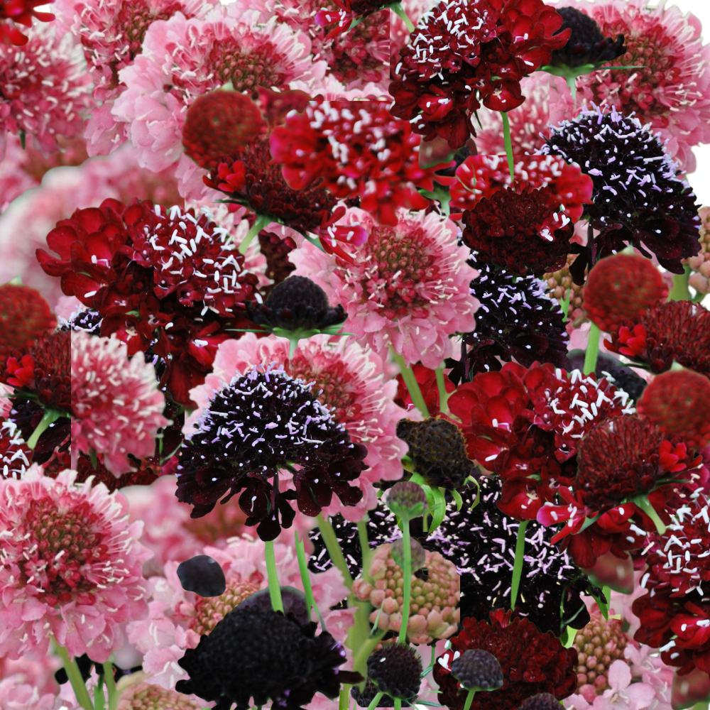 Pincushion, Triple Berry Mix – The Gardener's Workshop