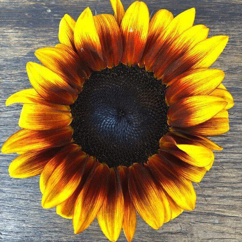 Sunflower, TGW ProCut® Fall Medley Mix – The Gardener's Workshop