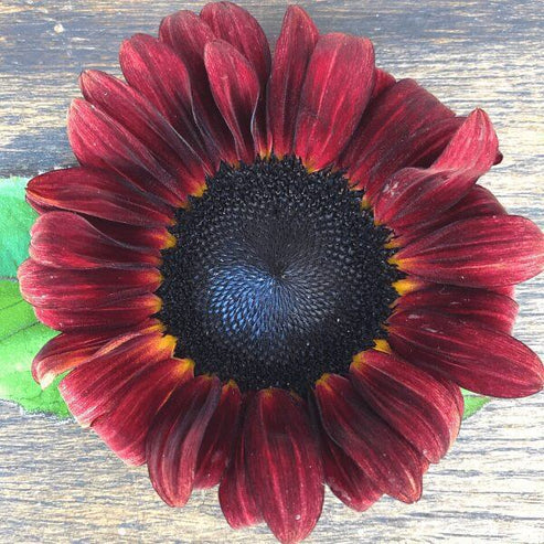 Sunflower, ProCut® Red – The Gardener's Workshop