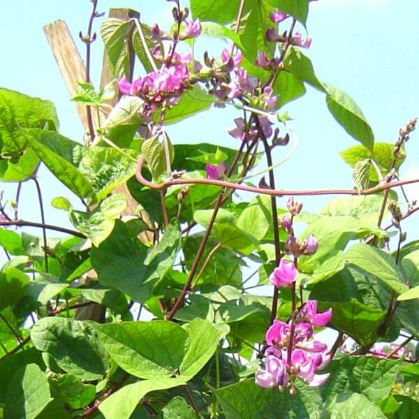 Hyacinth Bean, Ruby Moon – The Gardener's Workshop