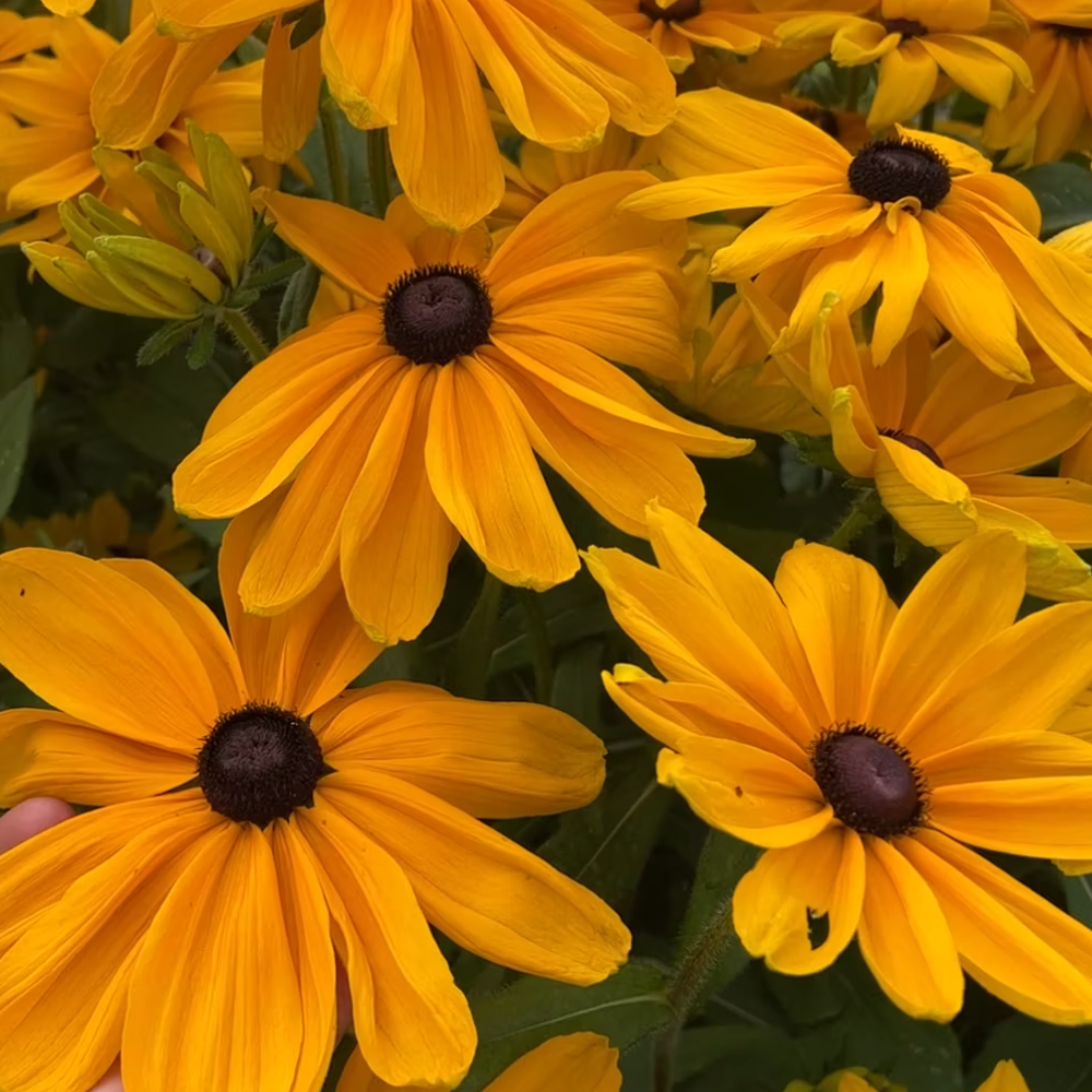 Black-Eyed Susan, Indian Summer – The Gardener's Workshop
