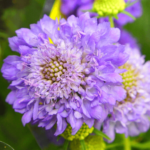 Pincushion, Blue Cockade – The Gardener's Workshop