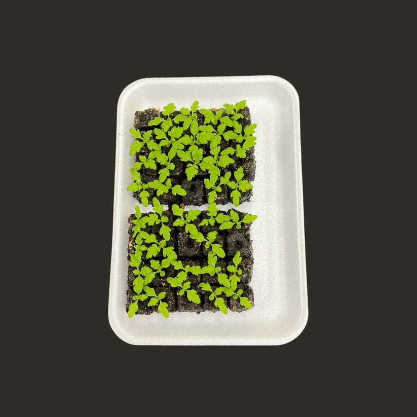 Soil Blocking Trays - Set of 5 - The Gardener's Workshop