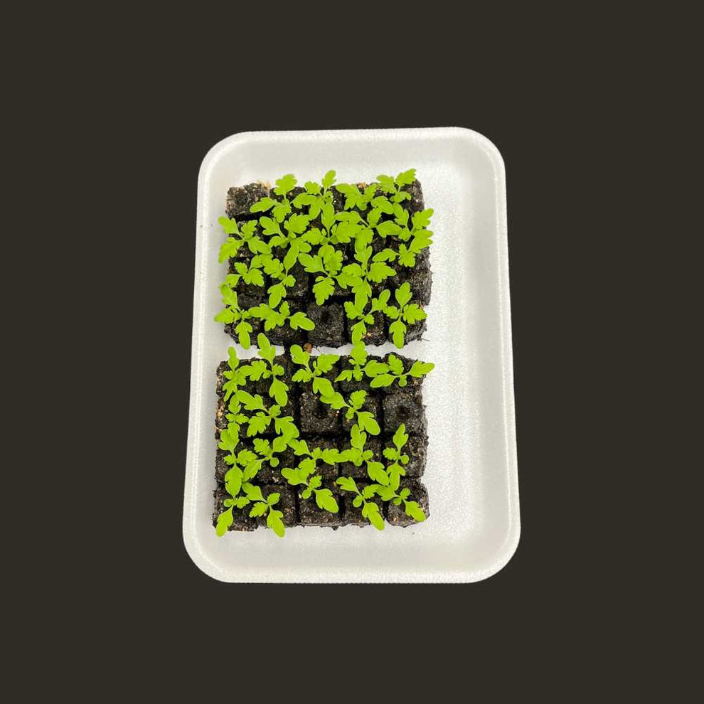 Soil Blocking Trays - Set of 5 - The Gardener's Workshop