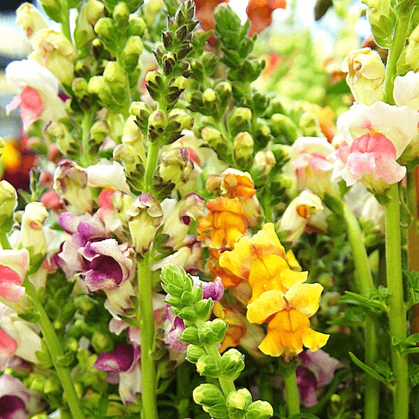 Snapdragon, Opus Mix – The Gardener's Workshop