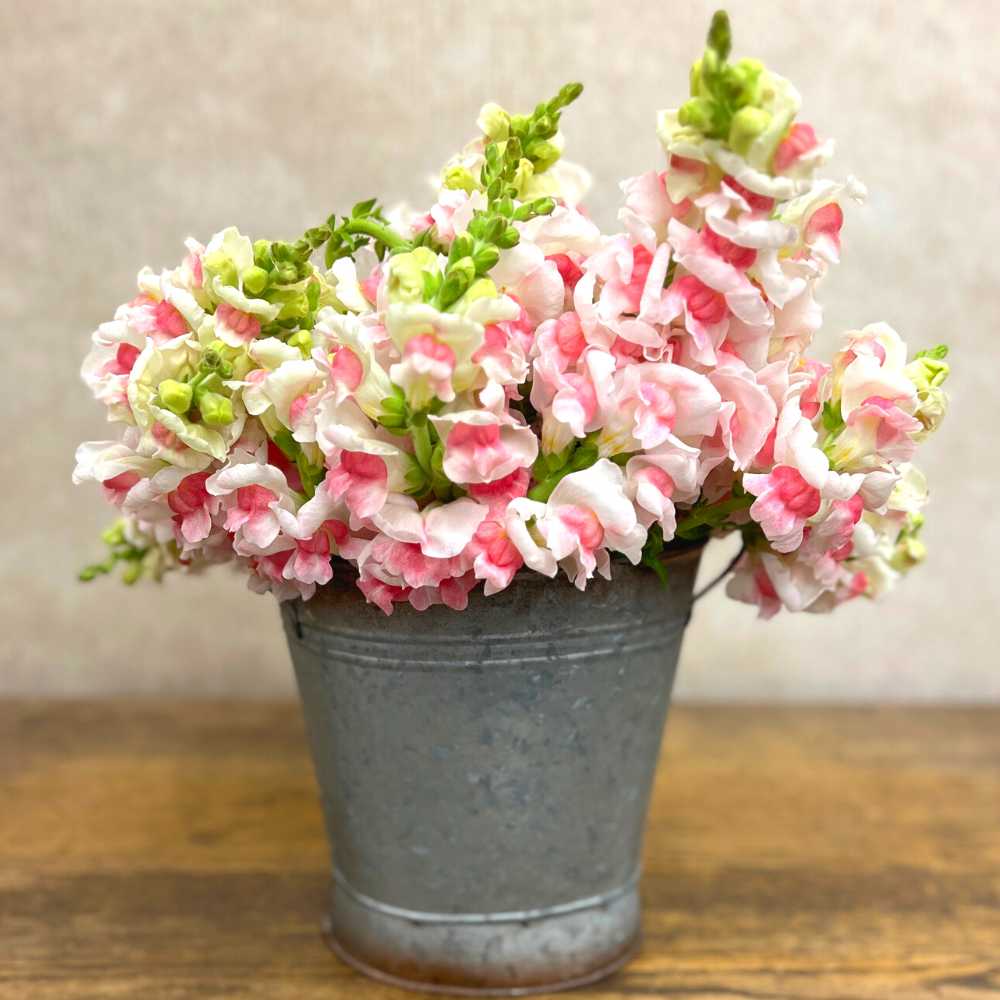 Snapdragon, Opus™ III/IV Appleblossom – The Gardener's Workshop