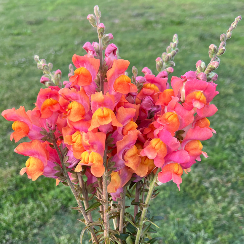 Snapdragon, Opus™ III Early Bronze – The Gardener's Workshop