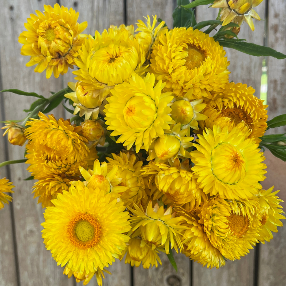 Strawflower, Golden Yellow – The Gardener's Workshop