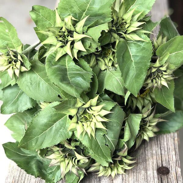 Sunflower, SunFill™ Green – The Gardener's Workshop