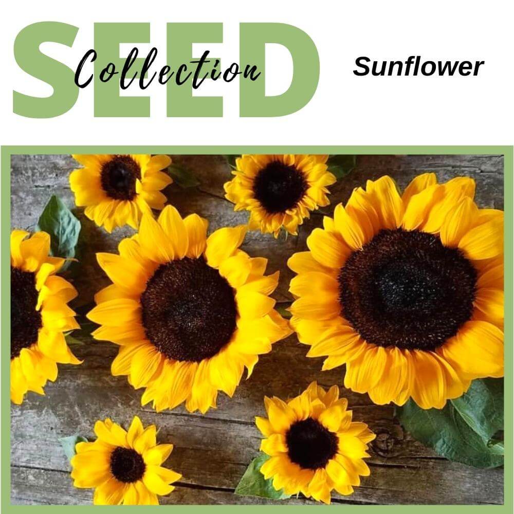Seed Collection, Sunflower Garden – thegardenersworkshop