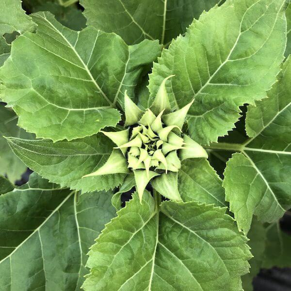 Sunflower, SunFill™ Green – The Gardener's Workshop