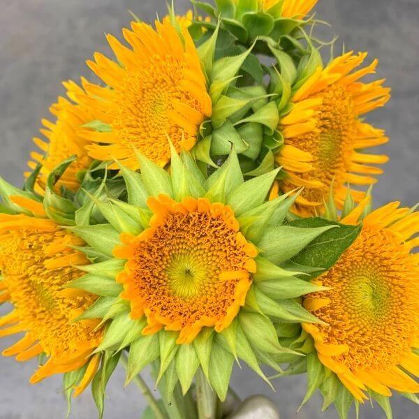 Sunflower, SunFill™ Green – The Gardener's Workshop