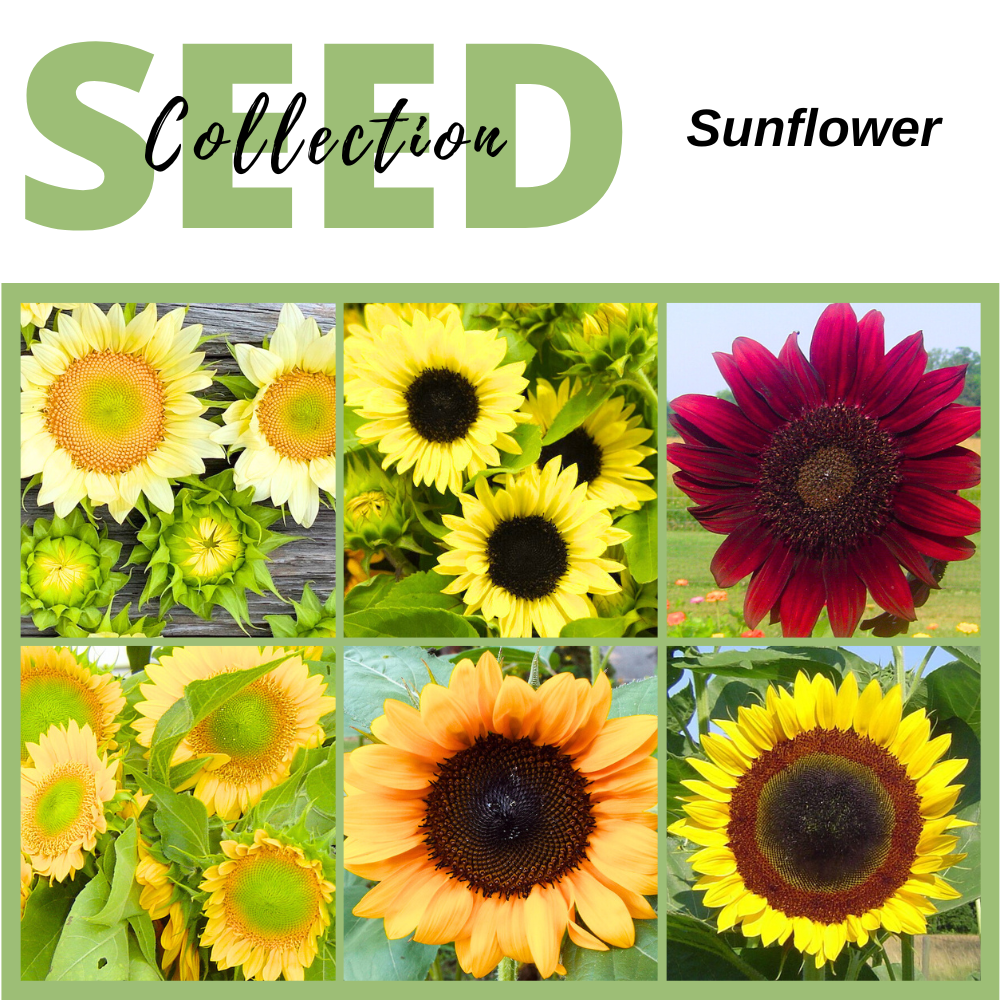 Seed Collection, Sunflower Garden – The Gardener's Workshop