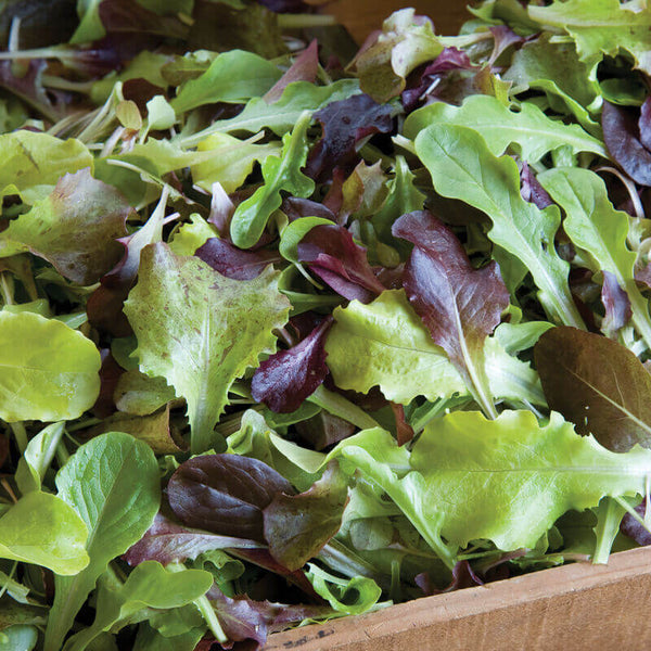 Lettuce, Allstar Gourmet Mix – The Gardener's Workshop