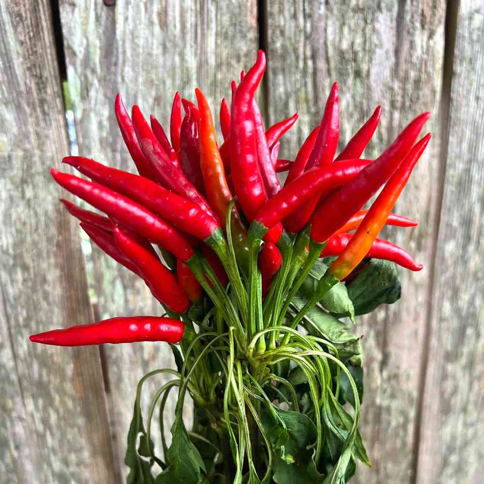 Vegetable Seeds – The Gardener's Workshop