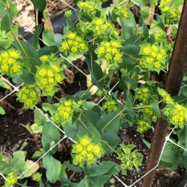 Bupleurum, Green Gold – thegardenersworkshop
