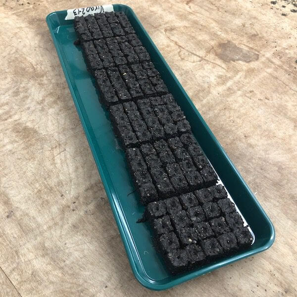 Plastic Soil Blocking Tray- Reusable - The Gardener's Workshop