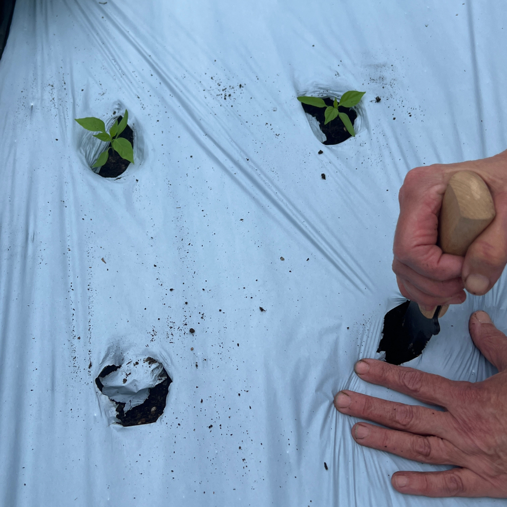 Biotelo Biodegradable Mulch Film - The Gardener's Workshop