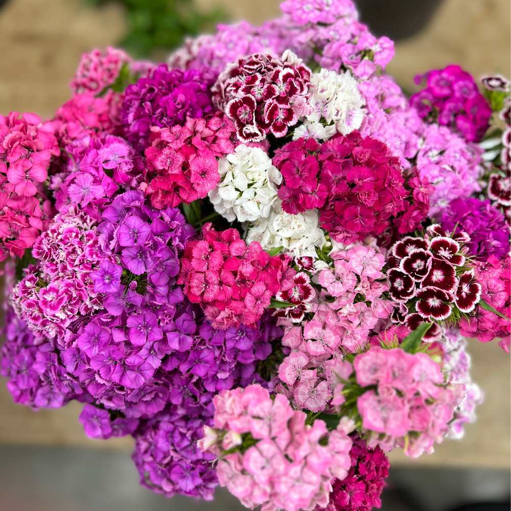 Sweet William, Super Duplex Mix – The Gardener's Workshop