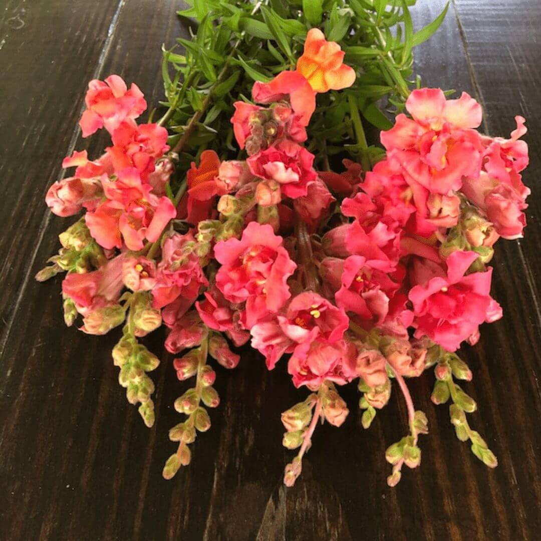 Snapdragon, TGW Sunset Dragons – The Gardener's Workshop