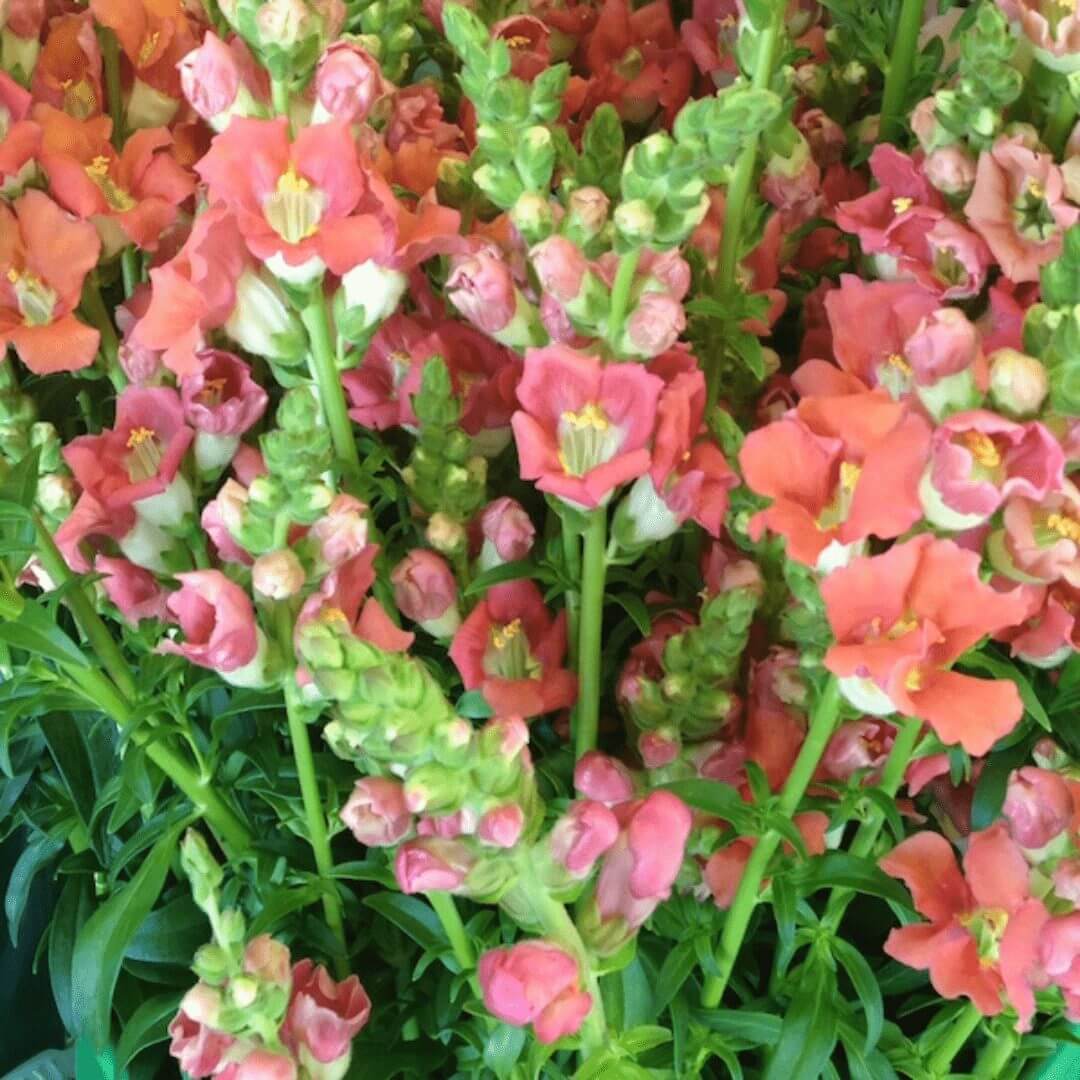 Snapdragon, TGW Sunset Dragons – The Gardener's Workshop
