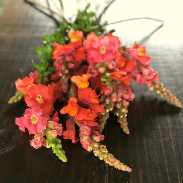 Snapdragon, TGW Sunset Dragons – The Gardener's Workshop