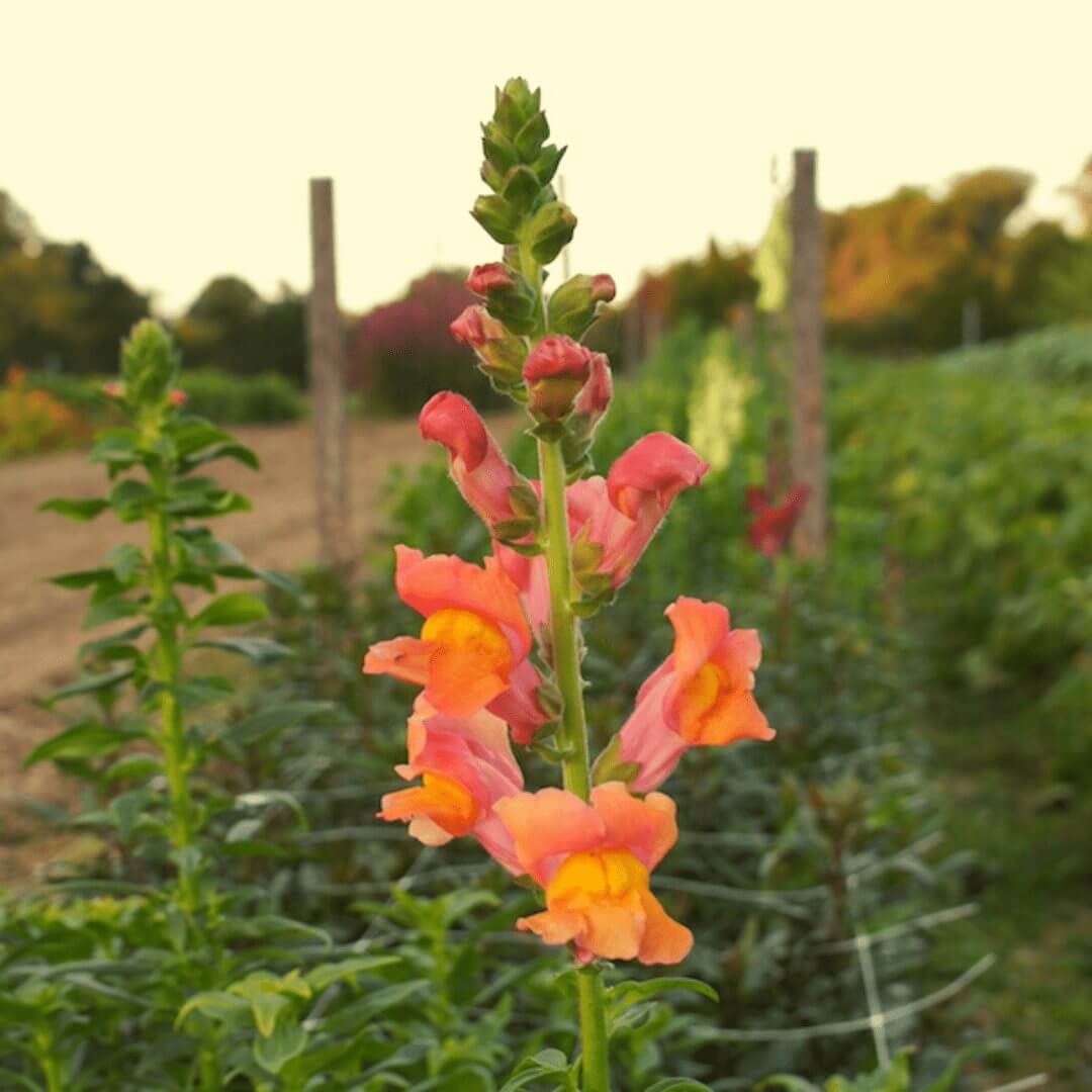 Snapdragon, TGW Sunset Dragons – The Gardener's Workshop