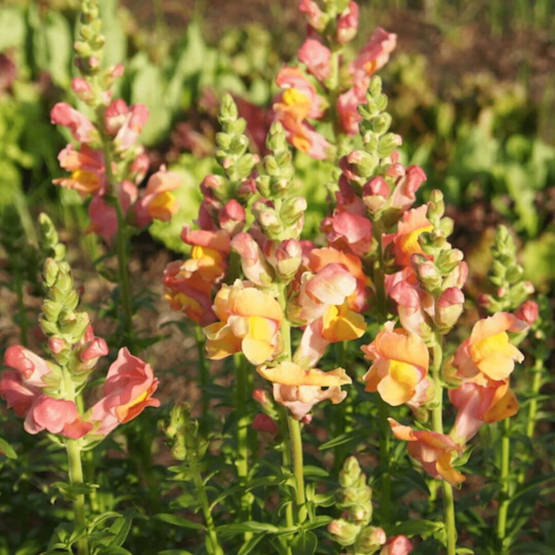 Snapdragon, TGW Sunset Dragons – The Gardener's Workshop