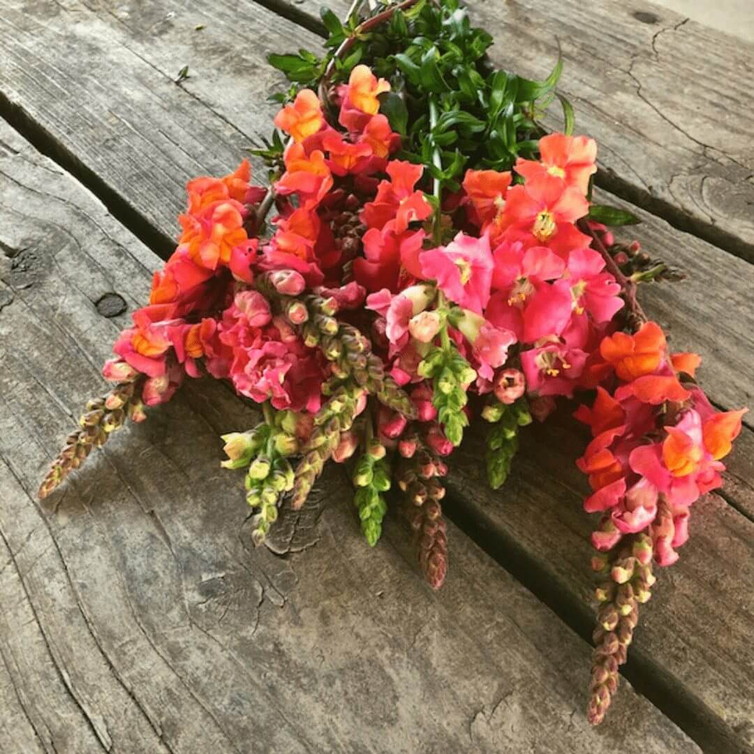 Snapdragon, TGW Sunset Dragons – The Gardener's Workshop