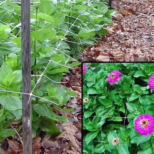 Plant Support, Flower and Vine Support Netting – The Gardener's Workshop