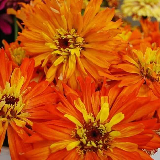 Zinnia, Giant Cactus Inca Orange – The Gardener's Workshop