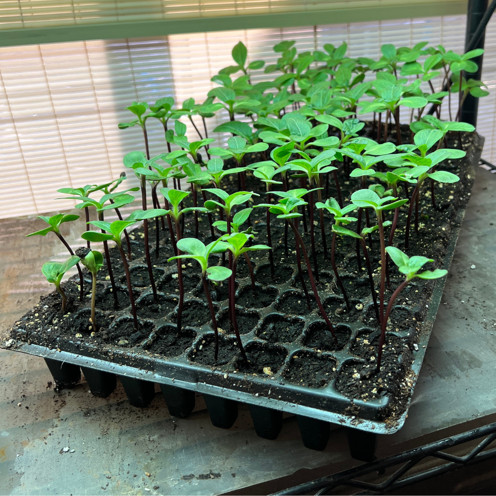 Heavy Duty Cell Plug Tray 128, 5 count - Seed Starting - The Gardener's ...
