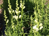 Snapdragon, Rocket Mix – The Gardener's Workshop