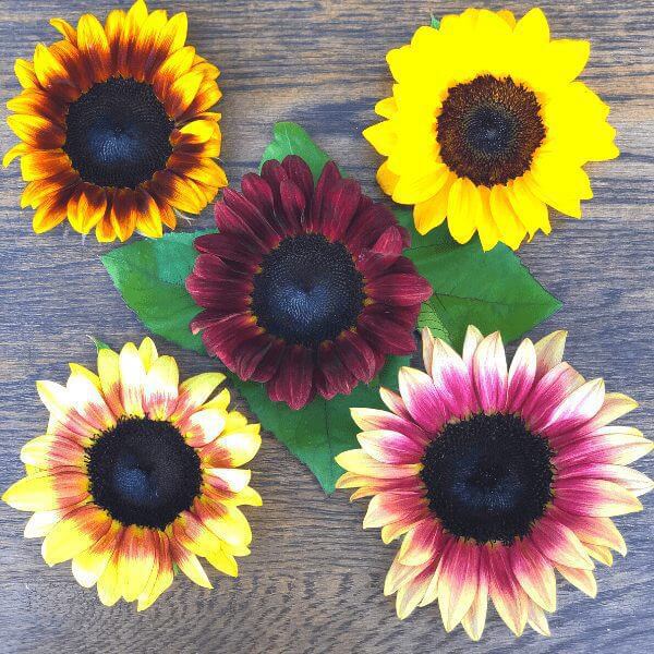 Sunflower, TGW ProCut® Fall Medley Mix – The Gardener's Workshop