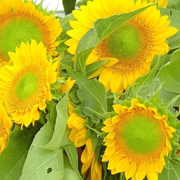 Sunflower, Sunrich Gold – The Gardener's Workshop