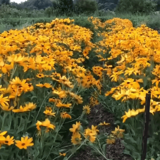 Black-Eyed Susan, Indian Summer – The Gardener's Workshop