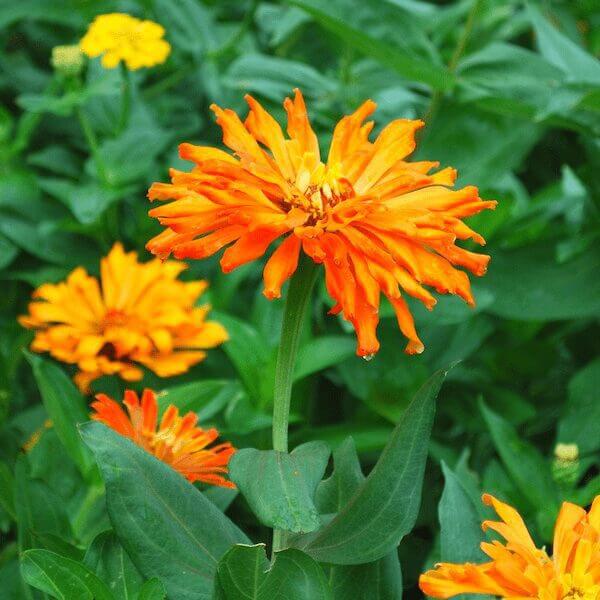 Zinnia, Giant Cactus Inca Orange – The Gardener's Workshop